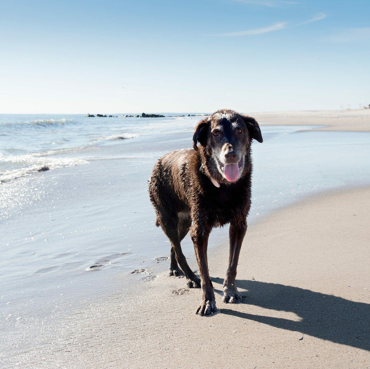 Arthritis in Dogs: Symptoms, Causes, Diagnosis, Medication & Treatment