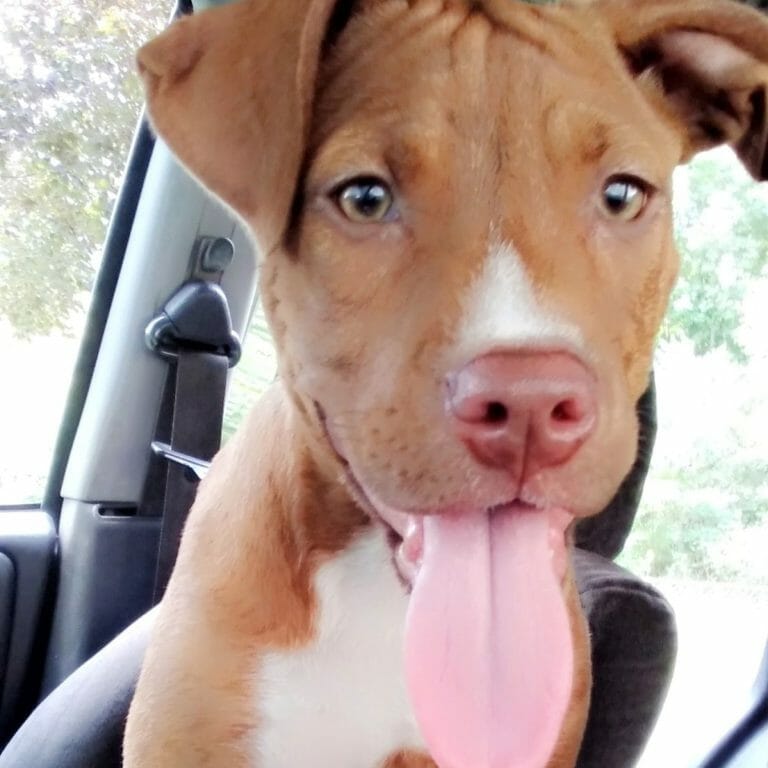 Nevaeh – Our February 2022 Featured Pet $100 Winner! - Pitbull Lab Mix