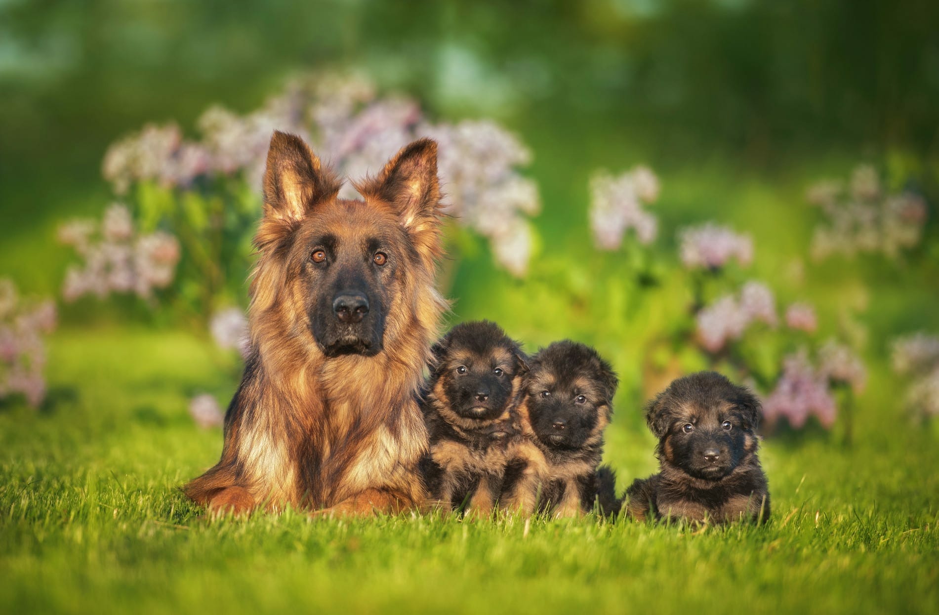 German Shepherd - Facts - Life Expectancy - Characteristics